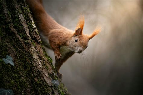 秋季森林环境中嬉戏的红松鼠 · 免费素材图片