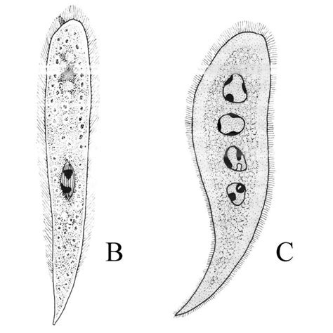 Opalinide Parazite A Opalina Ranarum Din Rectul şi Vezica Urinară La Download Scientific