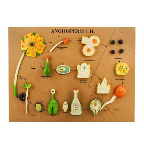 Angiosperm Life Cycle Model Scientific Lab Equipment Manufacturer And