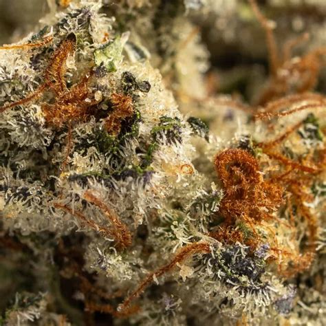 Mint Tao Kannaplya Cannabis Dispensary