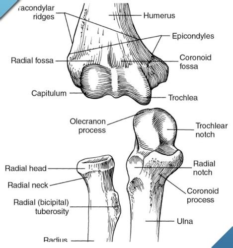 Elbow Joint Flashcards Quizlet