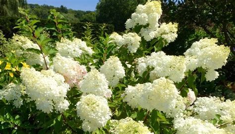 Winter Hydrangea Care