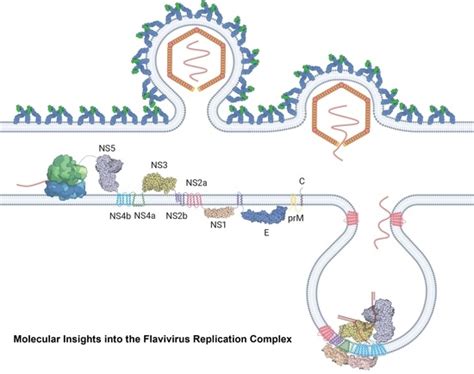 Viruses Special Issue Viral Replication Complexes