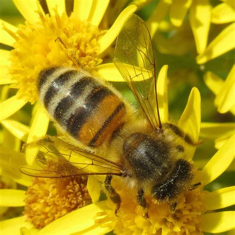Download Bee Pictures