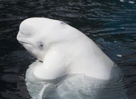 12 Best Places To Go Whale Watching In Alaska Celebrity Cruises
