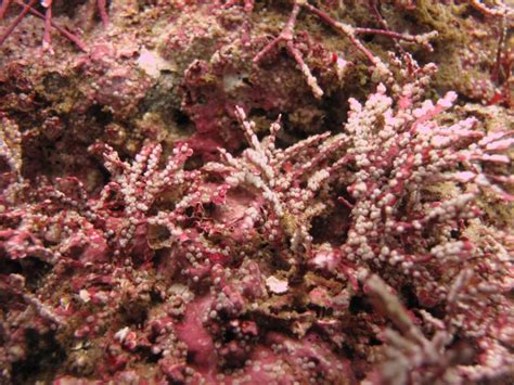 Study Finds Coralline Algae Are Threatened By The Dual Stressors Of