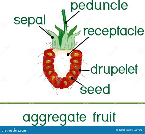 Morphology Of Raspberry Shrub With Berries Green Leaves And Root
