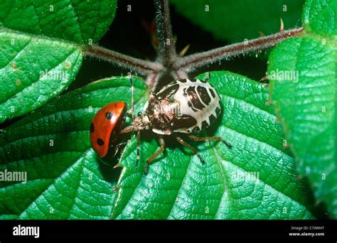 Hemiptera Pentatomidae