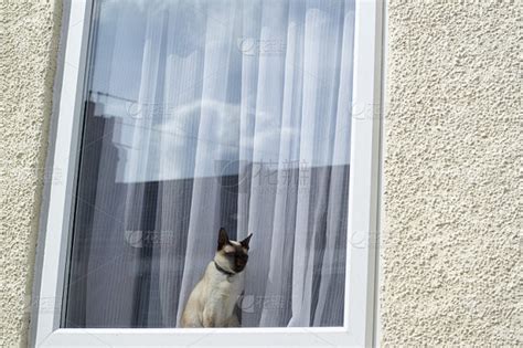 猫在窗口