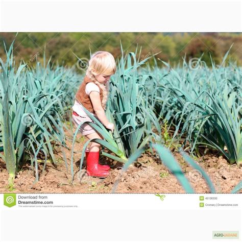 Продам Рокамболь семена, купить рокамболь семена, Киев — Agro-Ukraine