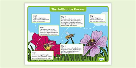Pollination Information Poster Teacher Made Twinkl