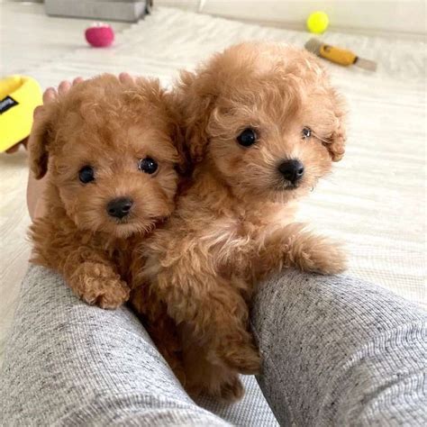 Toy Poodle Puppies