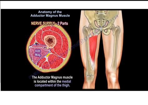 Adductor Muscles Adduktoren Erklärung Fdomf