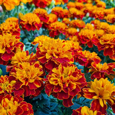 15 Potted Flowers For Patio Ideas A Garden Diary