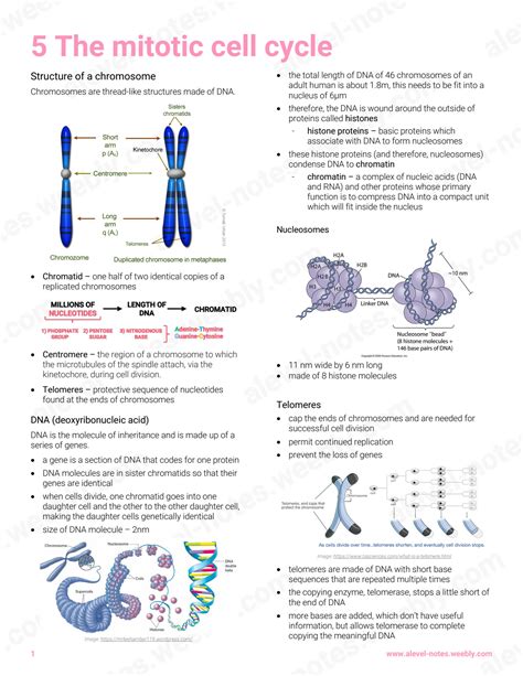 Solution 5 Mitotic Cell Cycle Studypool