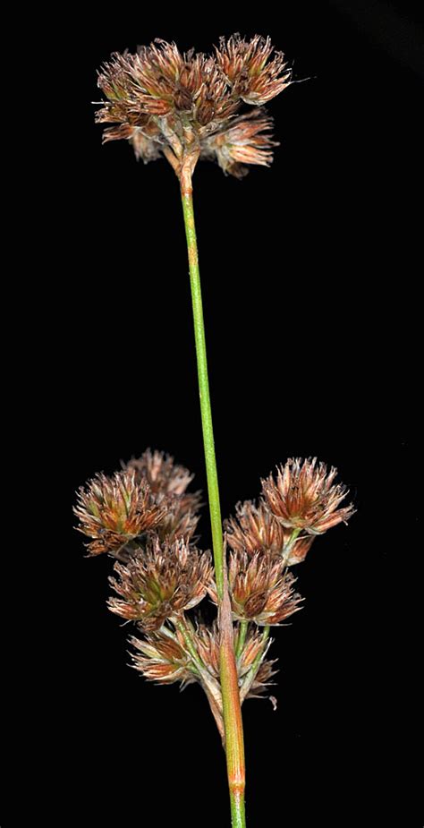 Juncus Acuminatus Flora Of Eastern Washington And Adjacent Idaho