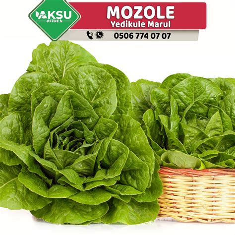 Mozole Yedikule Marul Fidesi Fiyatı