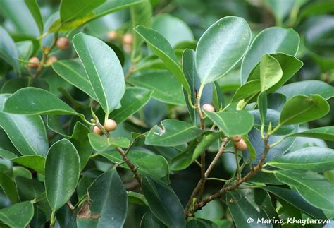 Trees Of Tropical Asia Ficus Microcarpa