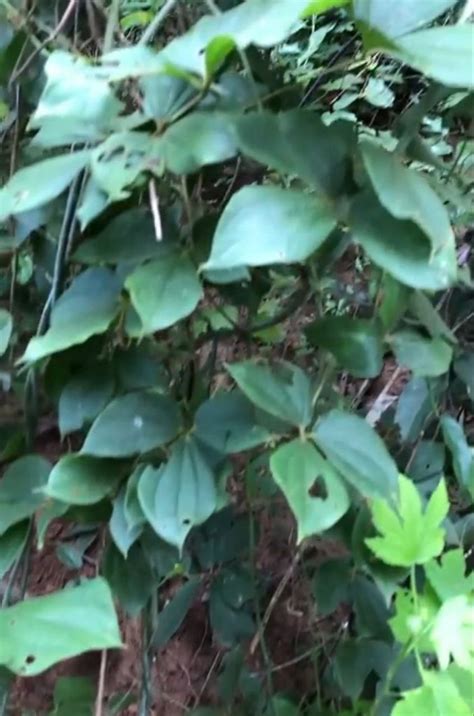 Dioscorea Hispida ក្តួច Scientific Name Dioscorea Hispi… Flickr