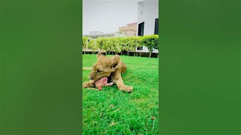 شیرنی چکن کھانے میں مصروفlion Shortvideo Youtube