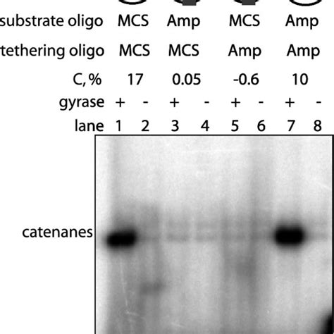 Dna Gyrase Supercoiling Assay Using Fluorescence And Gel Based Assays