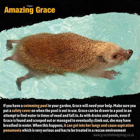 Anne Brummer On Linkedin Grace Can Be Drawn To A Pool To Find Water In