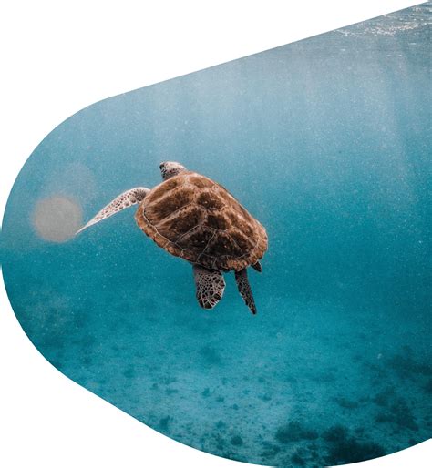 Sea Turtle Aesthetic Wallpapers · 200 Backgrounds 🐢🌊