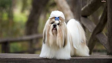Uzun TÜylÜ Ve En Tatli SÜs KÖpeĞİ Shİh Tzu Hakkinda Bİlİnmesİ Gerekenler