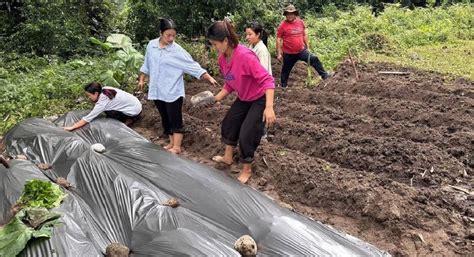 Sikkims Fiery Dalle Khursani Is Cultivated Near The Dzongu Admin Center