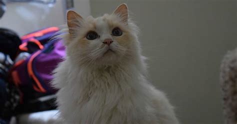 Fluffy Is My Girlfriends Kitty Internet Likes Kitty Here Is Fluff For Your Enjoyment Album