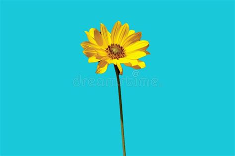 Chamomile Isolated Flower Pattern Advertising Concept Spring Season
