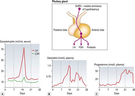 Conception And Implantation Clinical Tree