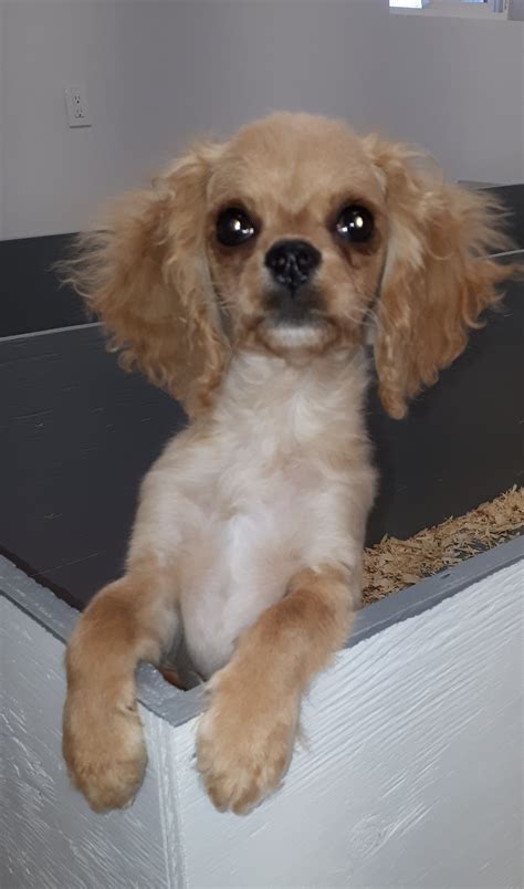 Mini Kennels Cockapoo Male 4 Months Old Fully Facebook