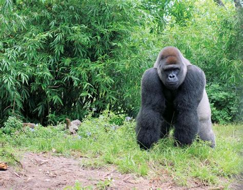 Western Lowland Gorilla Primate Britannica