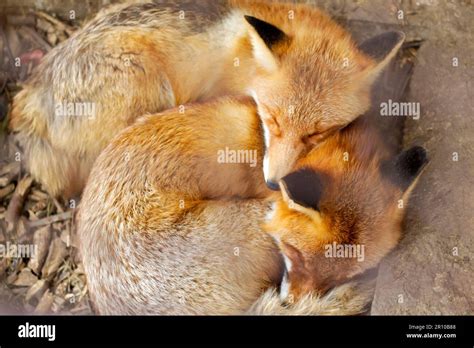 Fennec Fox In The Wild Sleeping