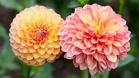Dahlia Flower Varieties Exploring Colors Shapes And Sizes