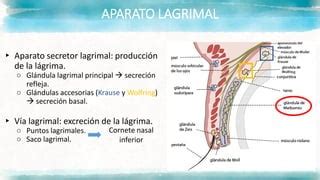 Ojo Seco Composición Y Características Principales Pdf