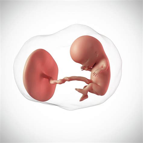 Human Fetus 11 Weeks