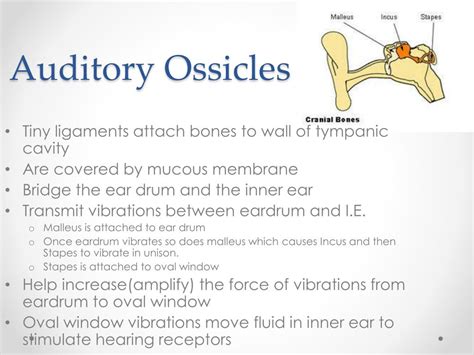 Ppt Sense Of Hearing And Equilibrium Powerpoint Presentation Free