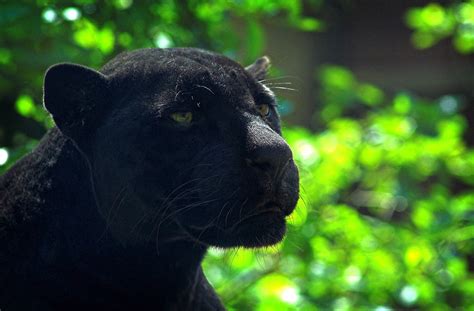 Mac Panther Wallpaper