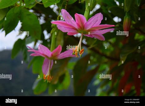 The Pink Flowers Of Passiflora Tarminiana Growing Wild At Madeira