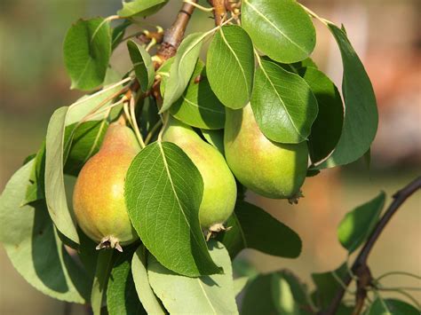 Pear Golden Spice Golden Spice Pear Diggin It Nursery