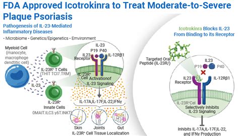 Fda Approved Icotrokinra To Treat Moderate To Severe Plaque Psoriasis Immune System Research