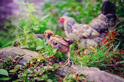Lizard On A Field Premium Photo