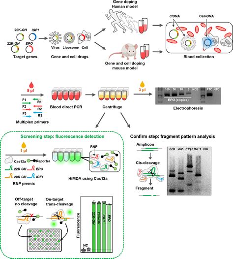 High Throughput Multiplexed Gene And Cell Doping Analysis Through Crispr Cas12a System