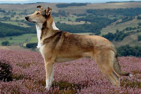 Smooth Collie [ultimate Guide Personality Health Trainability]