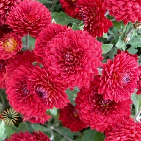 Red Button Spray Mums Wholesale Flowers And Diy Wedding Flowers