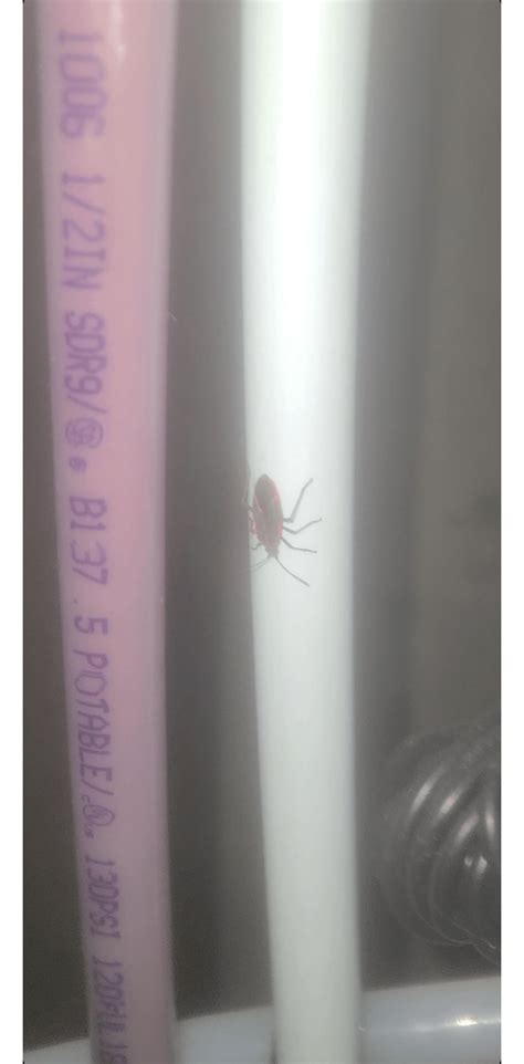 Is This A Cockroach Ontario Canada Rwhatsthisbug