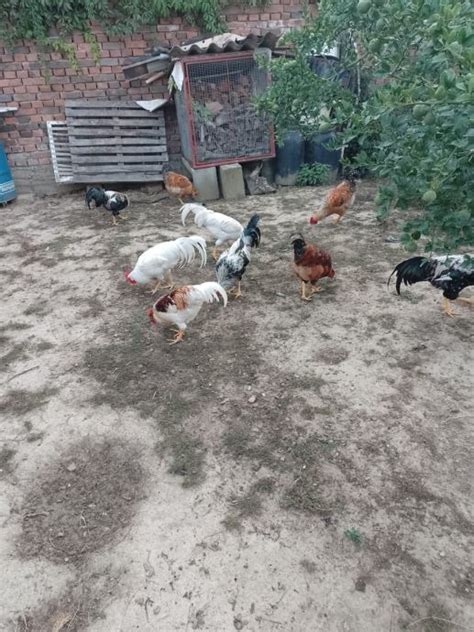 Mladi Pjetlovi50 Knkom