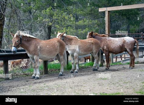 Pack Animals Are Used In Glacier National Park To Assist With